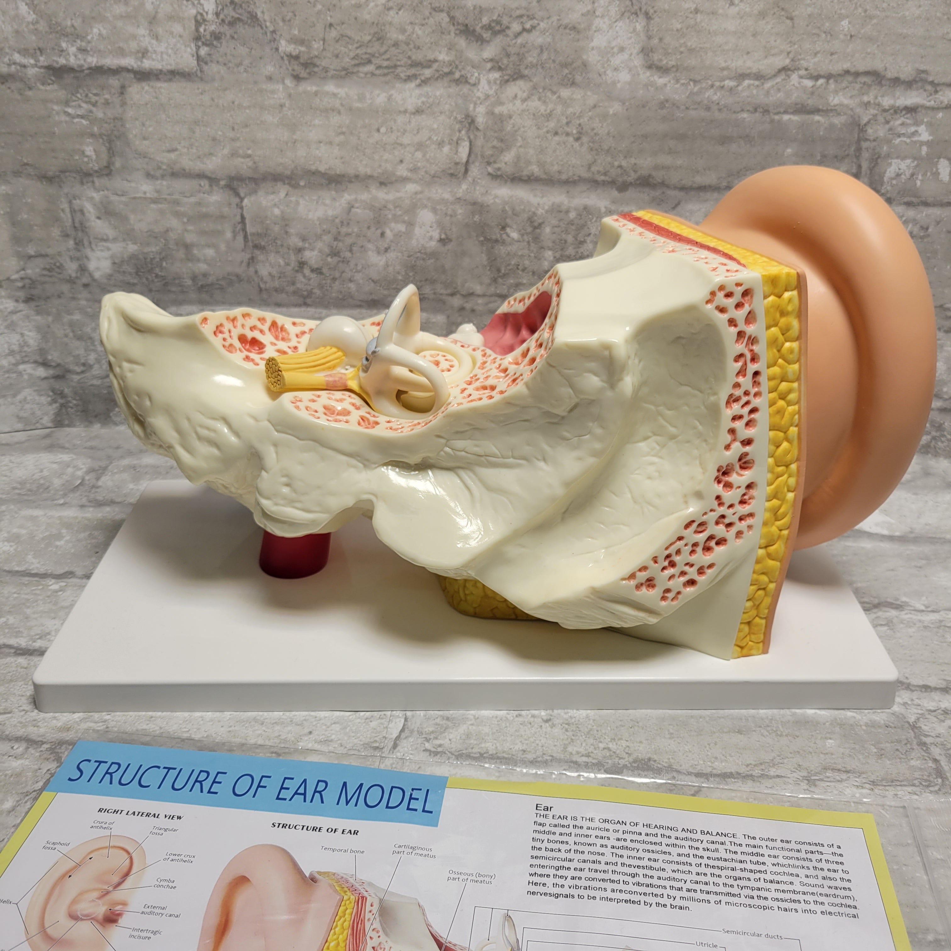 Evotech Human Ear Model Anatomy, 4 Parts 3X Enlarged Anatomical Model