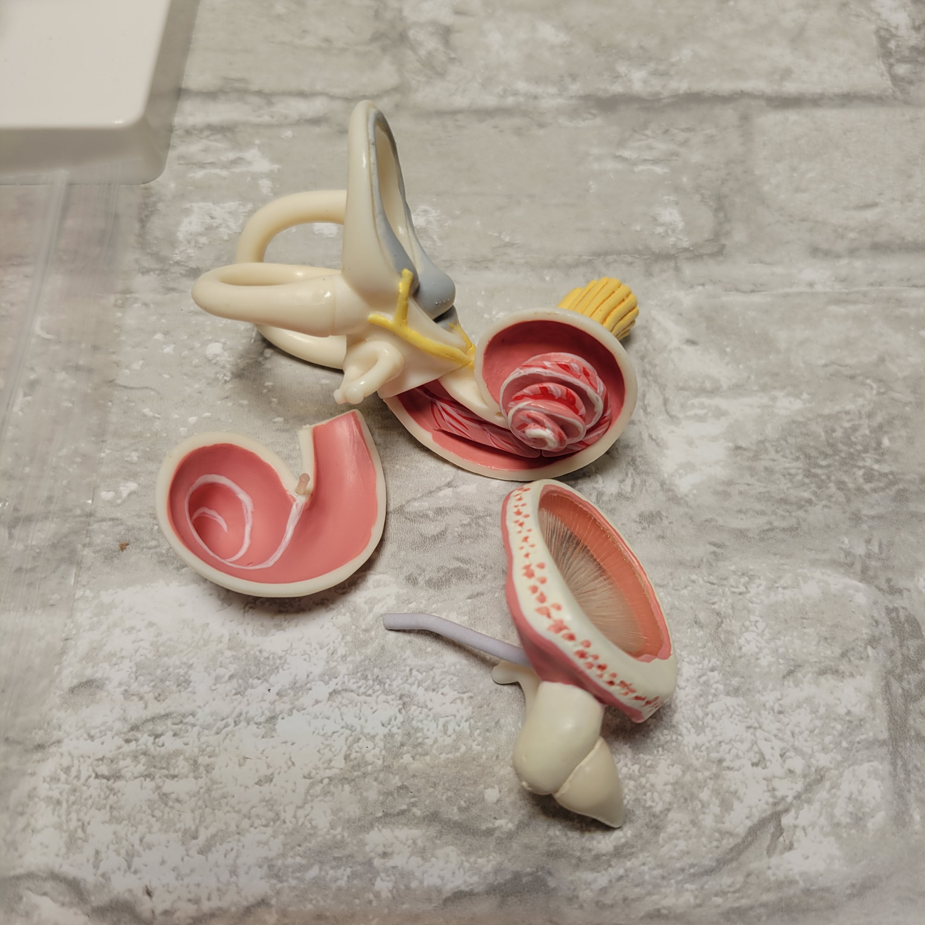 Evotech Human Ear Model Anatomy, 4 Parts 3X Enlarged Anatomical Model