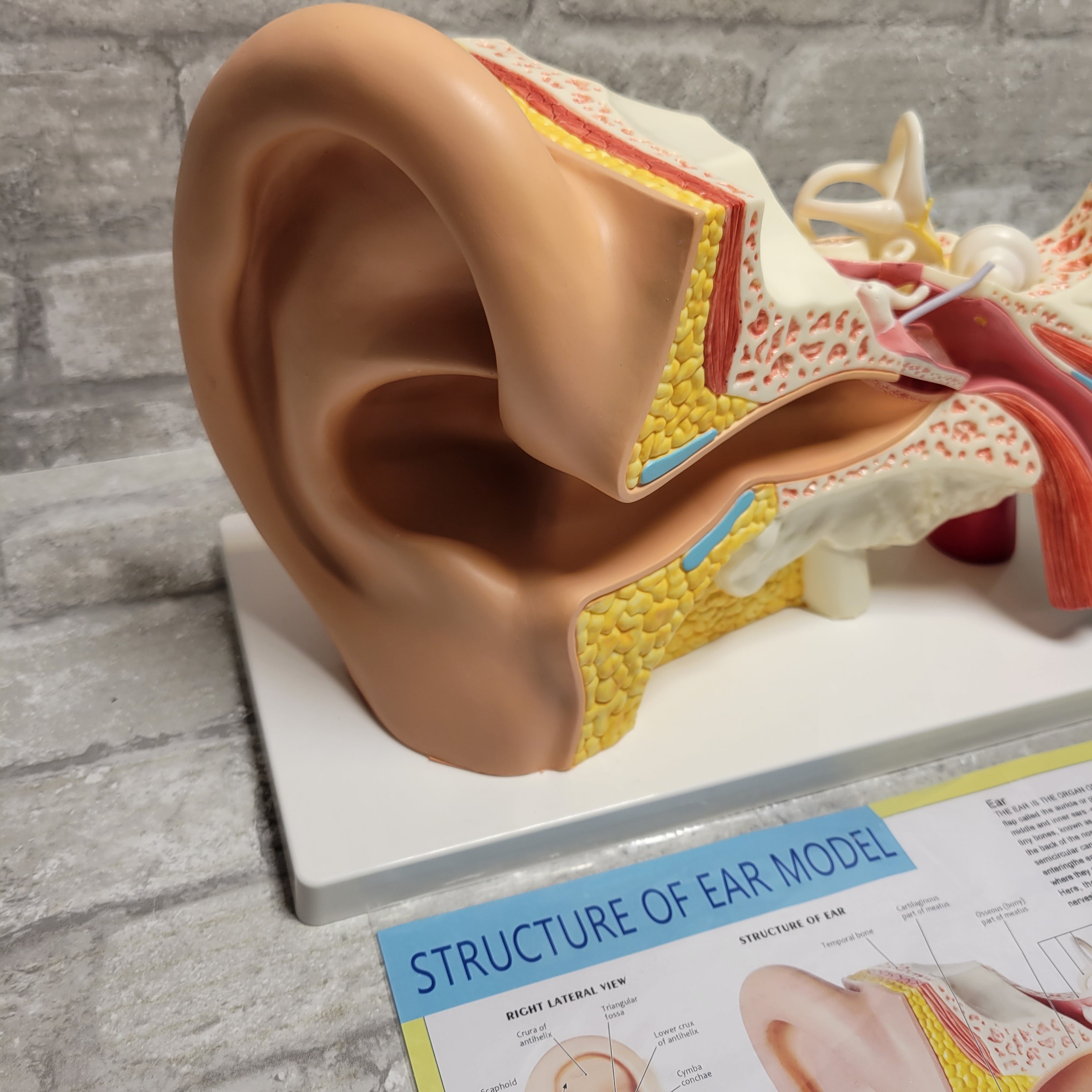 Evotech Human Ear Model Anatomy, 4 Parts 3X Enlarged Anatomical Model